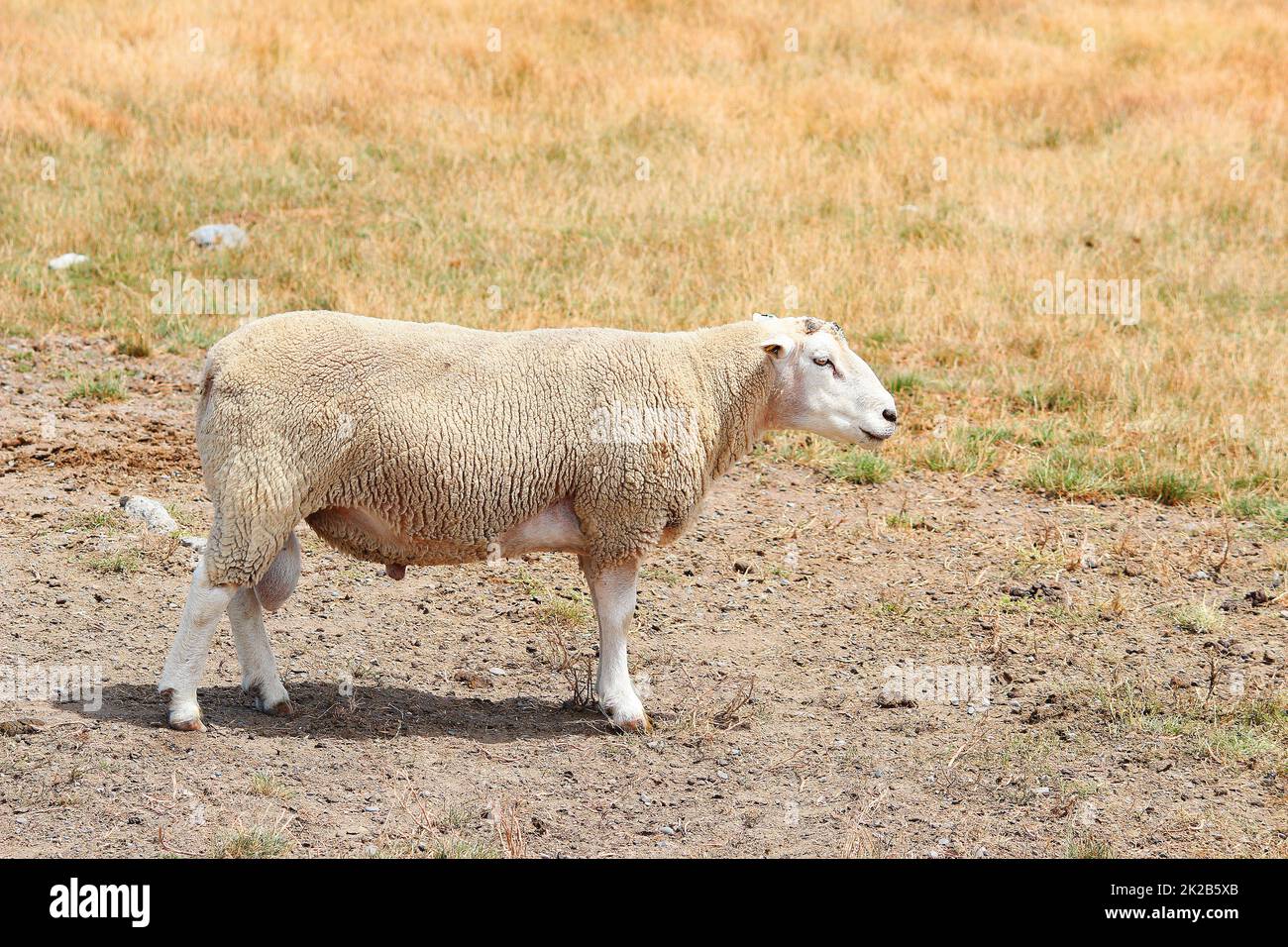 Single ram hi-res stock photography and images - Alamy