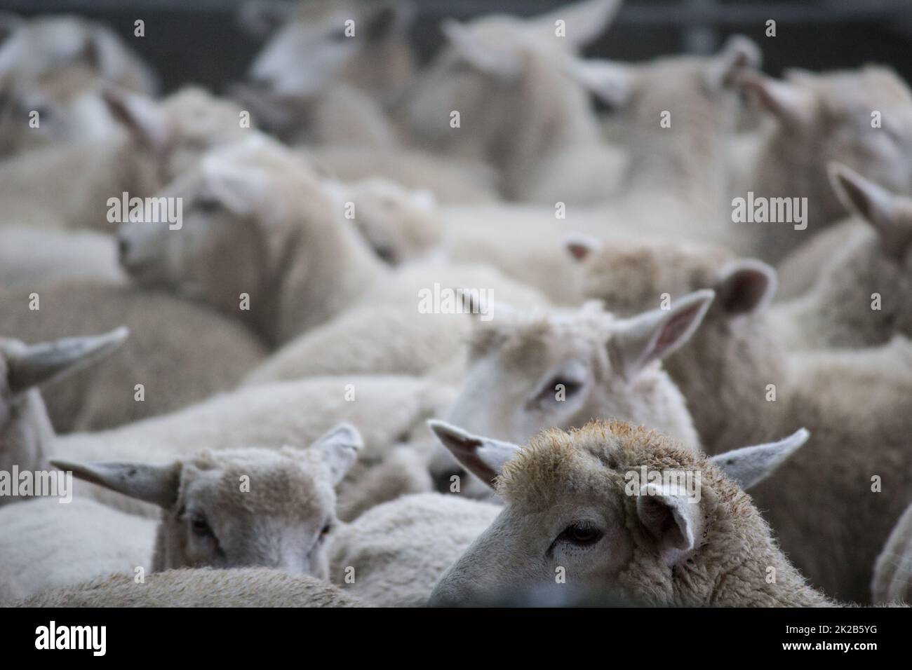 Hearding sheep in New Zealand Stock Photo - Alamy