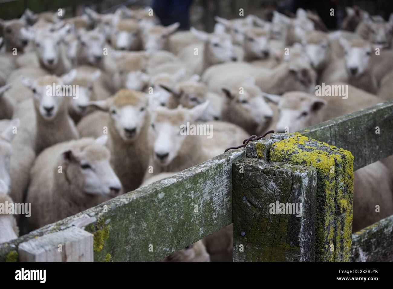 Hearding sheep in New Zealand Stock Photo - Alamy
