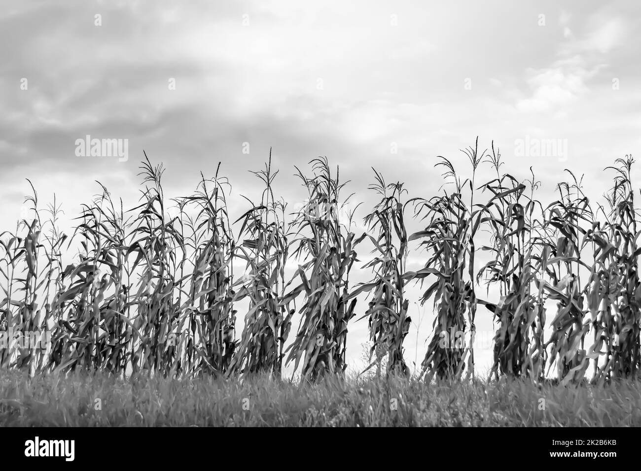 Beautiful corn field hi-res stock photography and images - Alamy