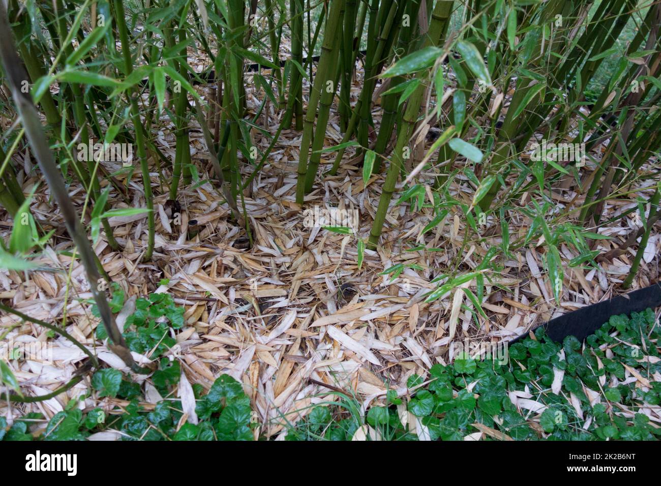 Deciduous or semi evergreen perennial hi-res stock photography and ...