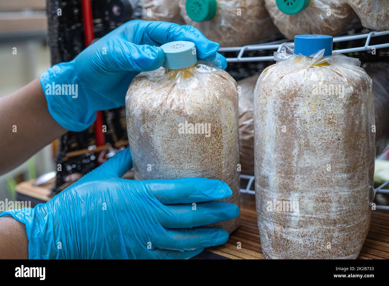 Mushroom cultivation, Lump bag for growing production in farm Stock ...