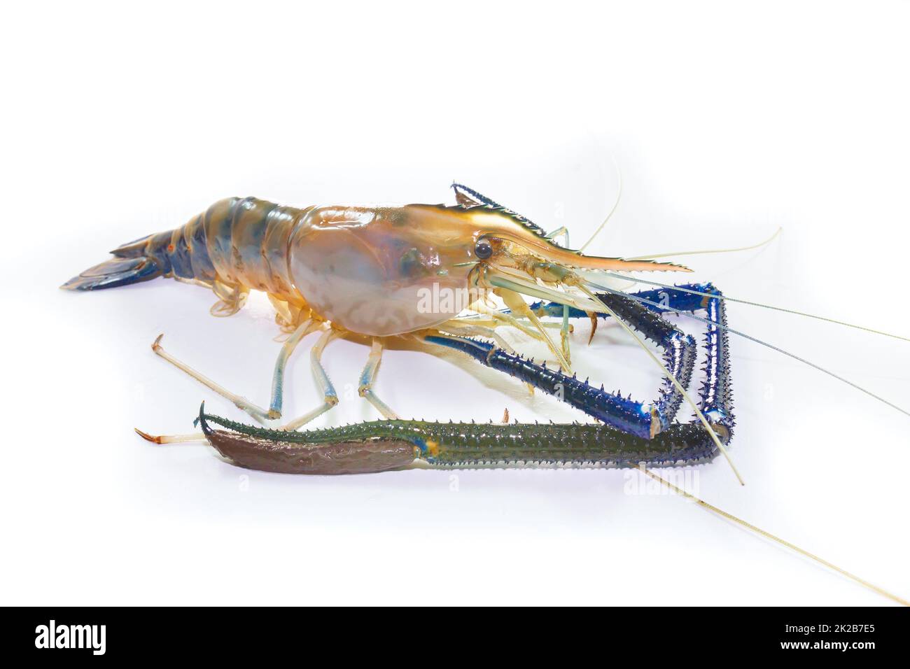 Giant freshwater prawn hi-res stock photography and images - Alamy