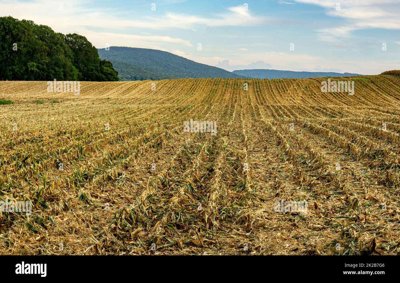 Reaping harvest hi-res stock photography and images - Alamy