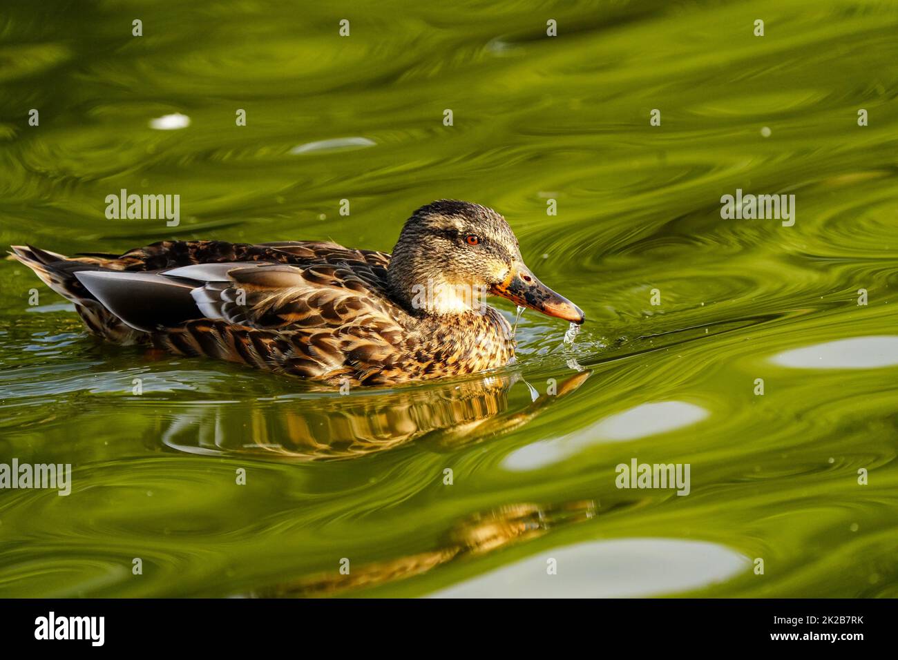 Duck leaving nest hi-res stock photography and images - Alamy