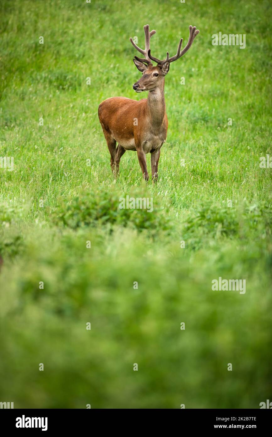 Ruminant mammal hi-res stock photography and images - Alamy
