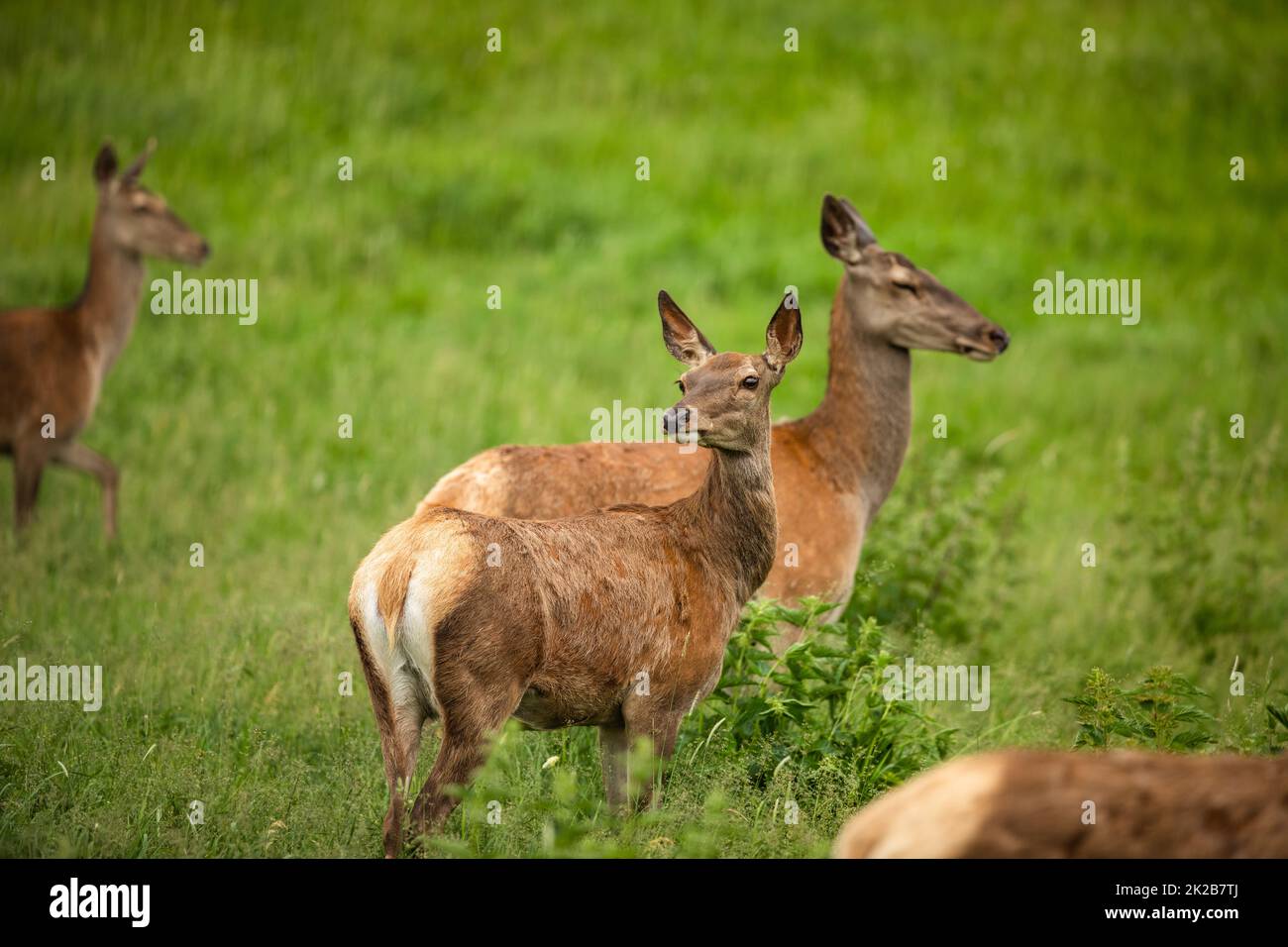 Ruminant hi-res stock photography and images - Alamy