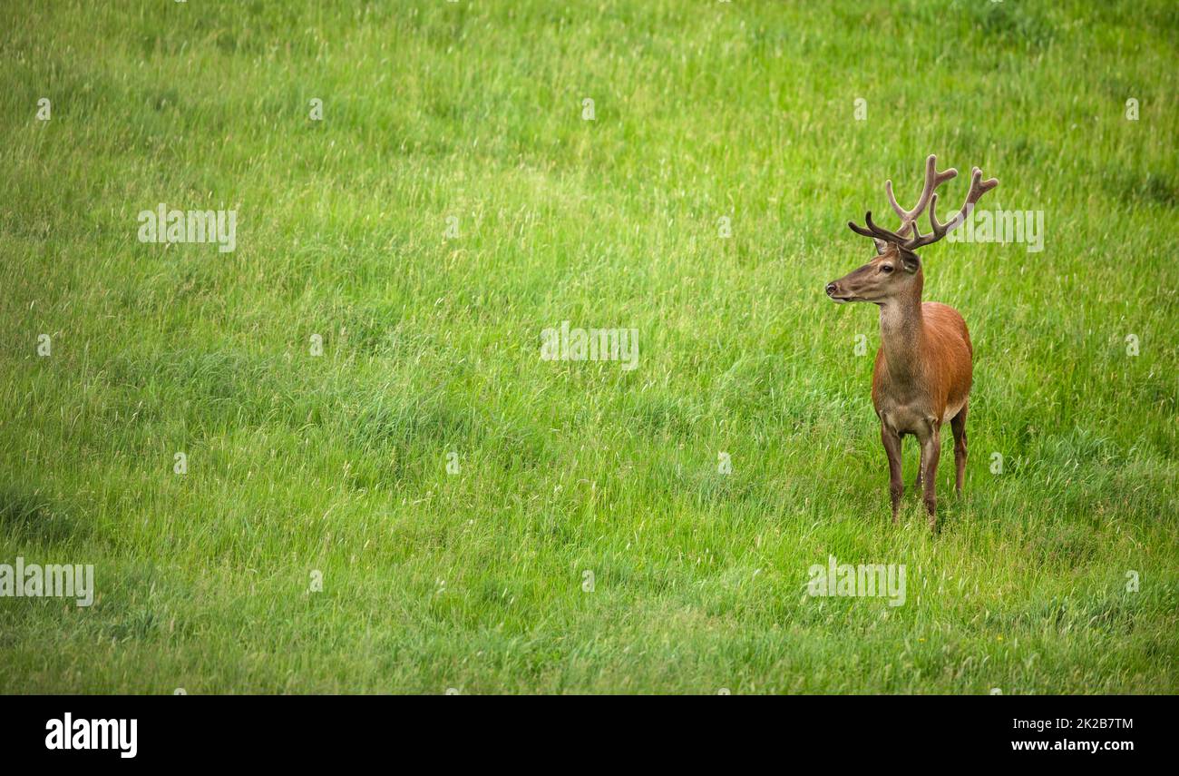 Fallow deer wild ruminant mammal on pasture in summer Stock Photo - Alamy