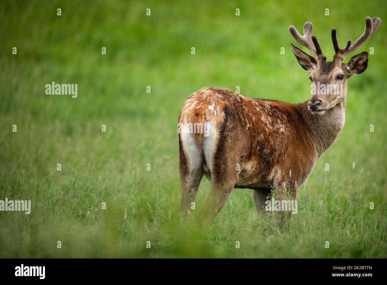 Ruminant hi-res stock photography and images - Alamy