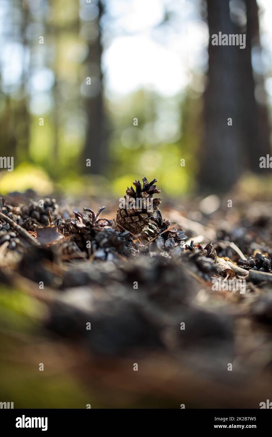 Forest ground covered with cones - Bunch of pine cones on the ground ...
