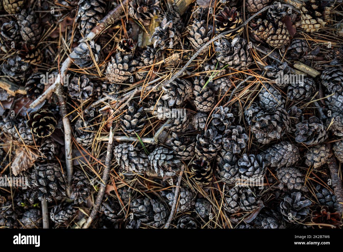 Forest ground covered with cones - Bunch of pine cones on the ground ...