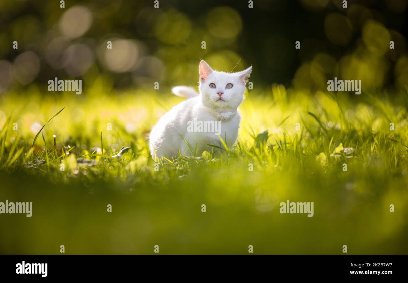 Extremely cute white kitten on a lovely meadow, playing outside - sweet ...