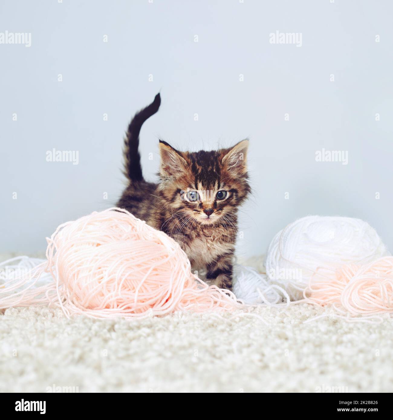 Real wool hi-res stock photography and images - Alamy