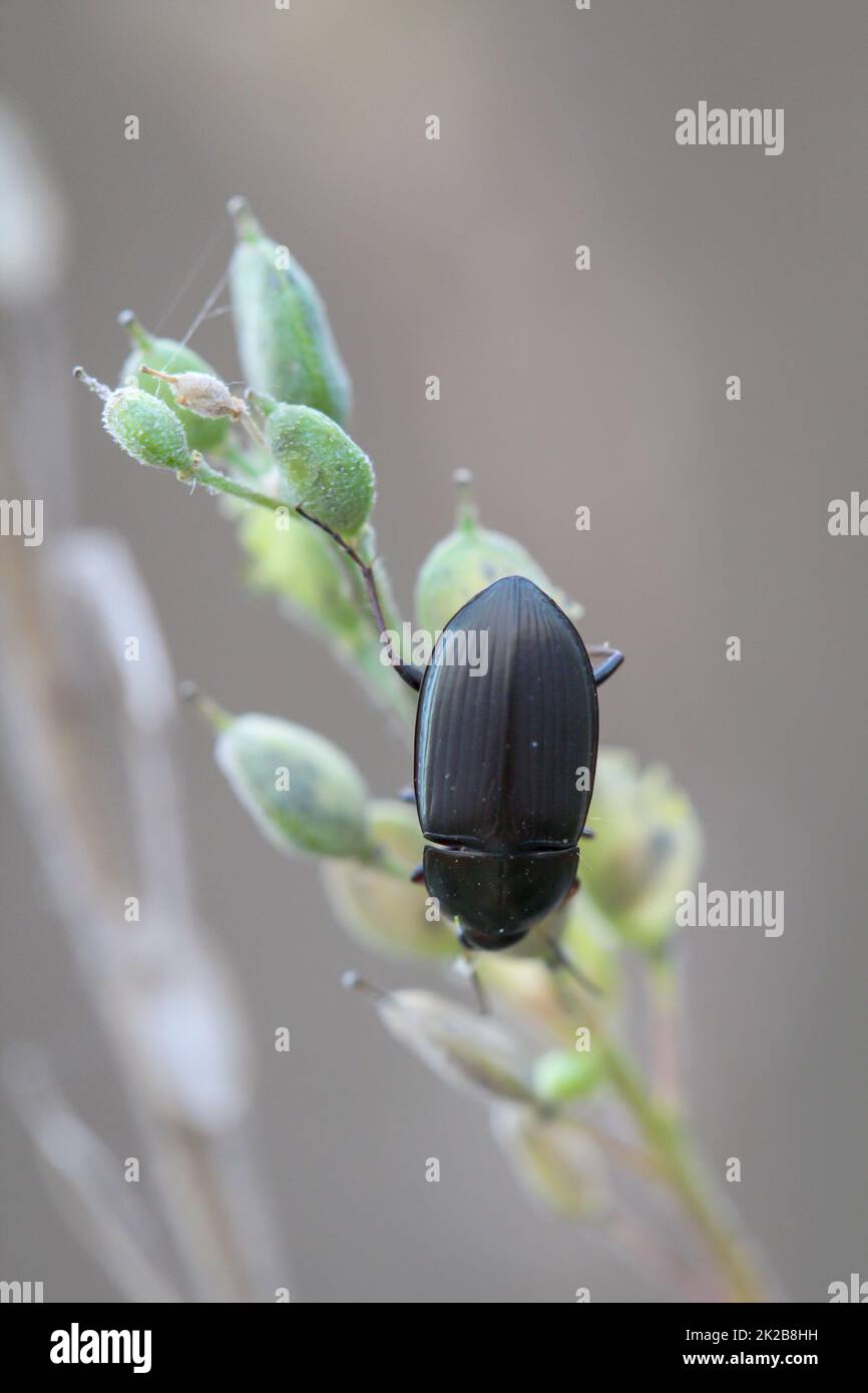 Spring dung beetle hi-res stock photography and images - Alamy