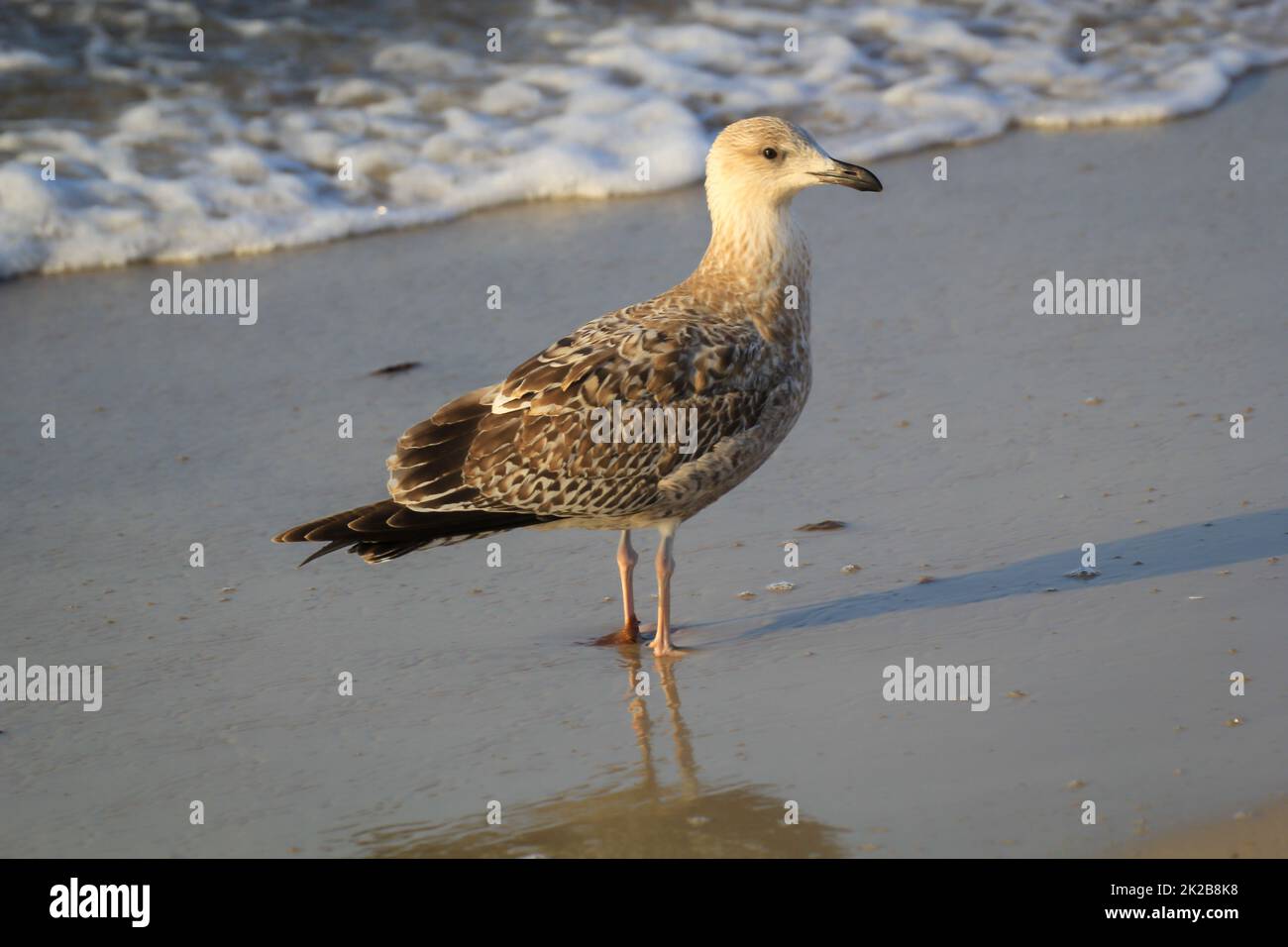 Portrait of a great black-backed gull. A seagull on the Baltic Sea ...