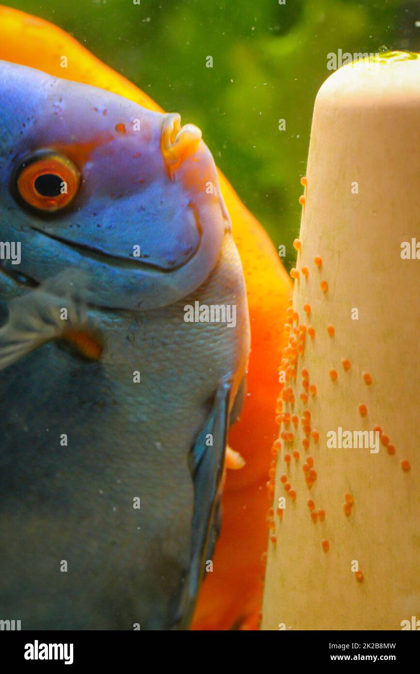 A female discus fish spawning at the spawning cone. You can see well ...