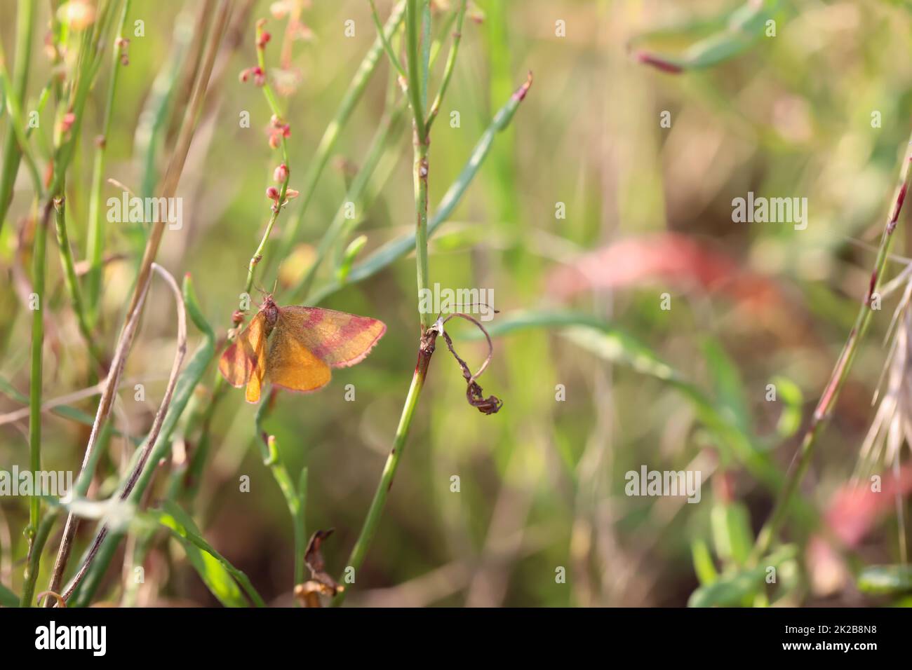 Portrait of a red banded moth in the grass of a meadow. A butterfly in ...