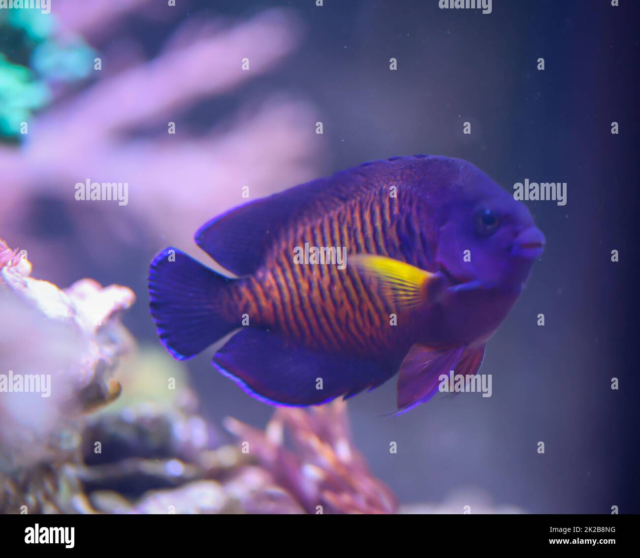 A striped - dwarf emperor Centropyge Bispinosa in a marine aquarium ...
