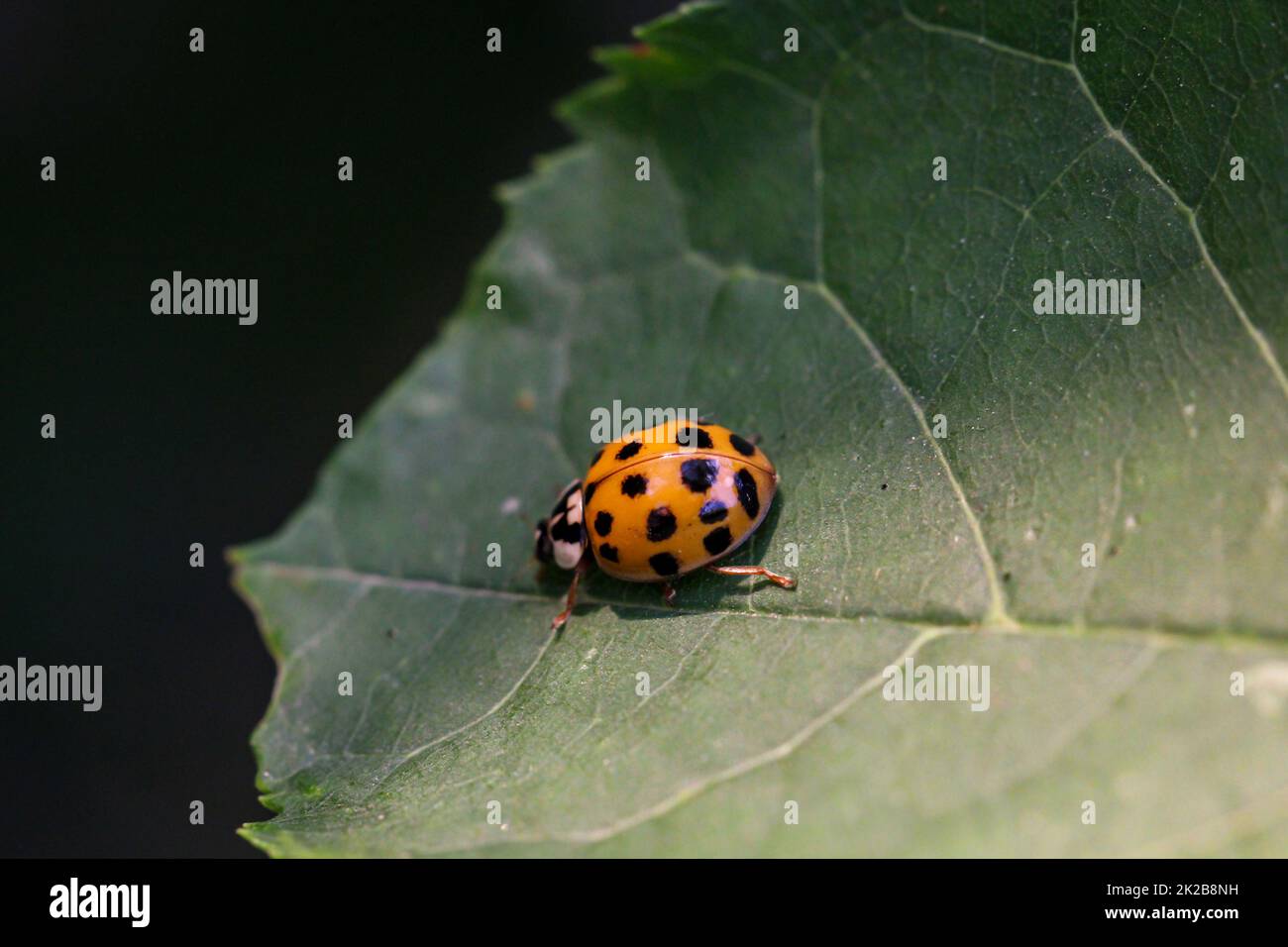 Red bug with black dots on a green garden hi-res stock photography and ...