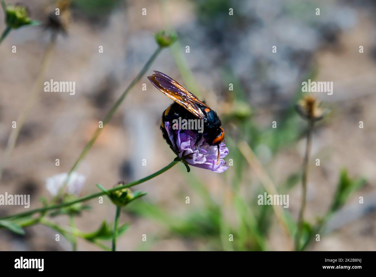 A bee or wasp like insect on a flower Stock Photo - Alamy