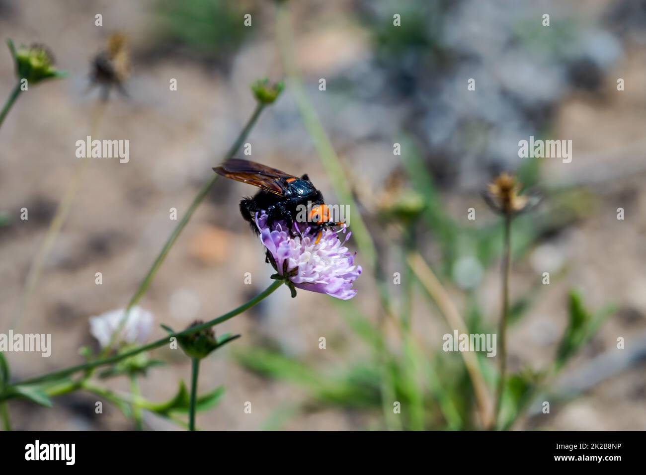 A bee or wasp like insect on a flower Stock Photo - Alamy