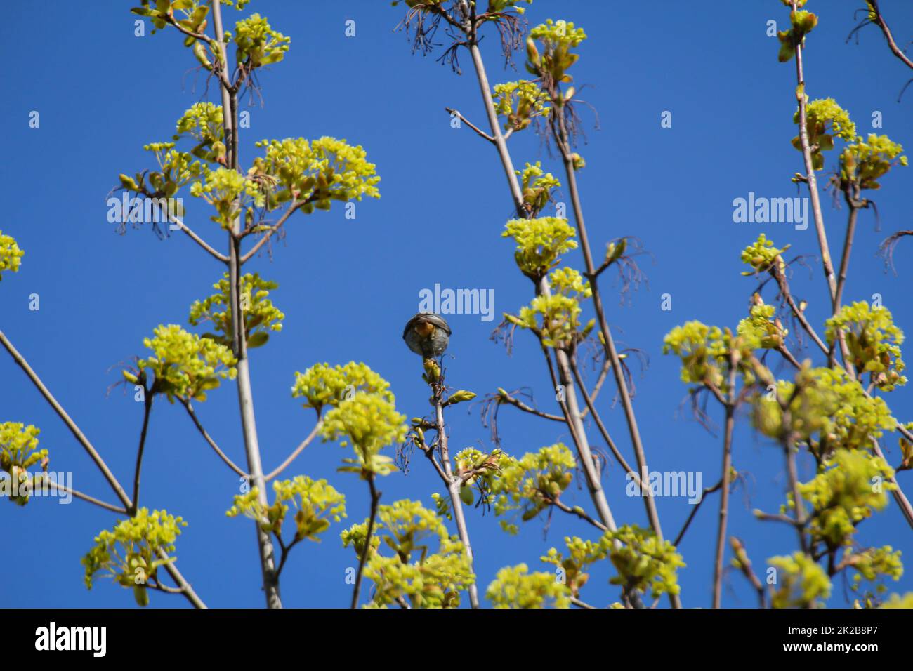 A redstart sits at the top of a tree Stock Photo - Alamy