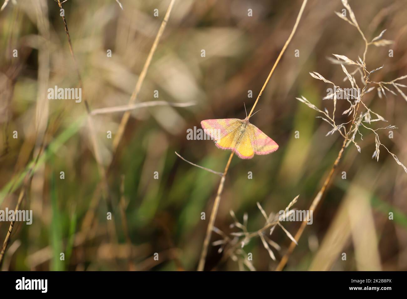 Portrait of a red banded moth in the grass of a meadow. A butterfly in ...