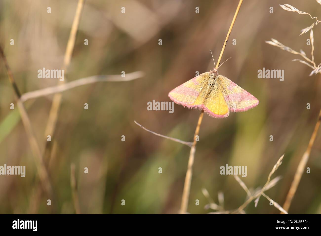 Portrait of a red banded moth in the grass of a meadow. A butterfly in ...