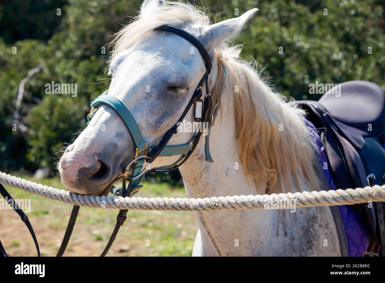 Portrait of a horse, a riding horse with saddle in the wild Stock Photo ...