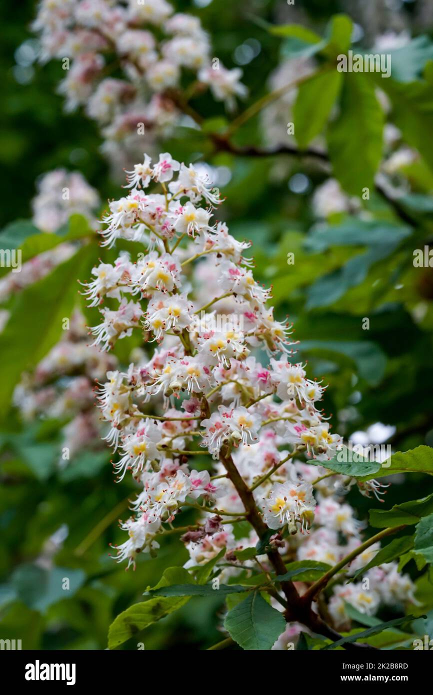 The splendor of flowers of a chestnut in the spring Stock Photo - Alamy