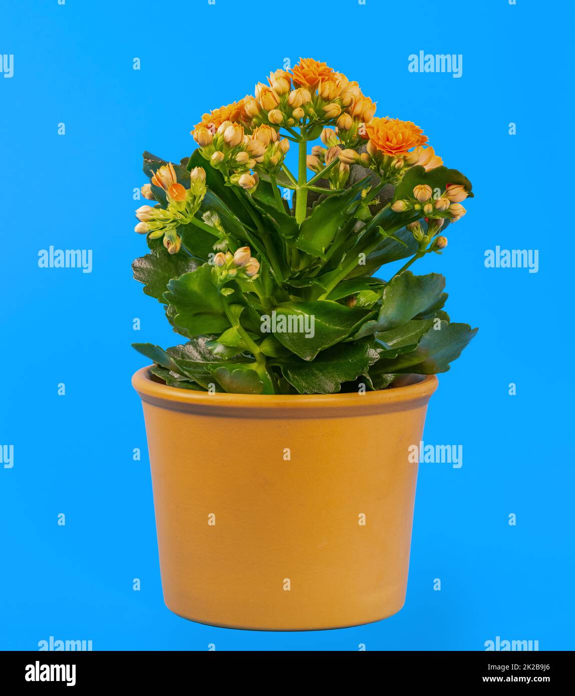 Potted Kalanchoe flower Stock Photo - Alamy