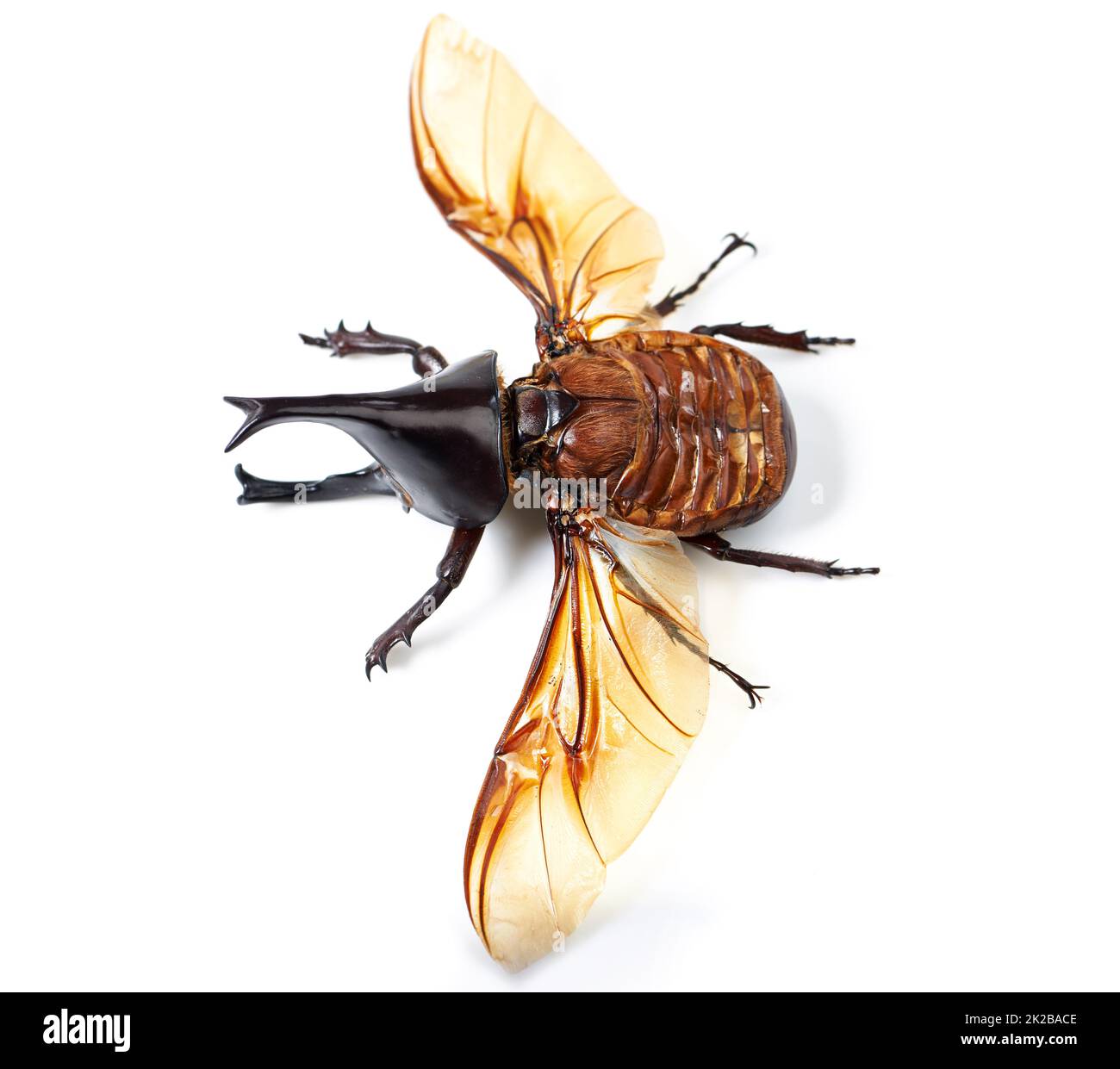 A bugs life hi-res stock photography and images - Alamy