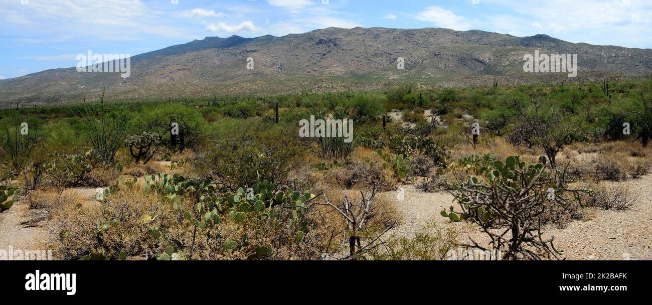 Rincon Mountains Sonora Desert Arizona Stock Photo - Alamy