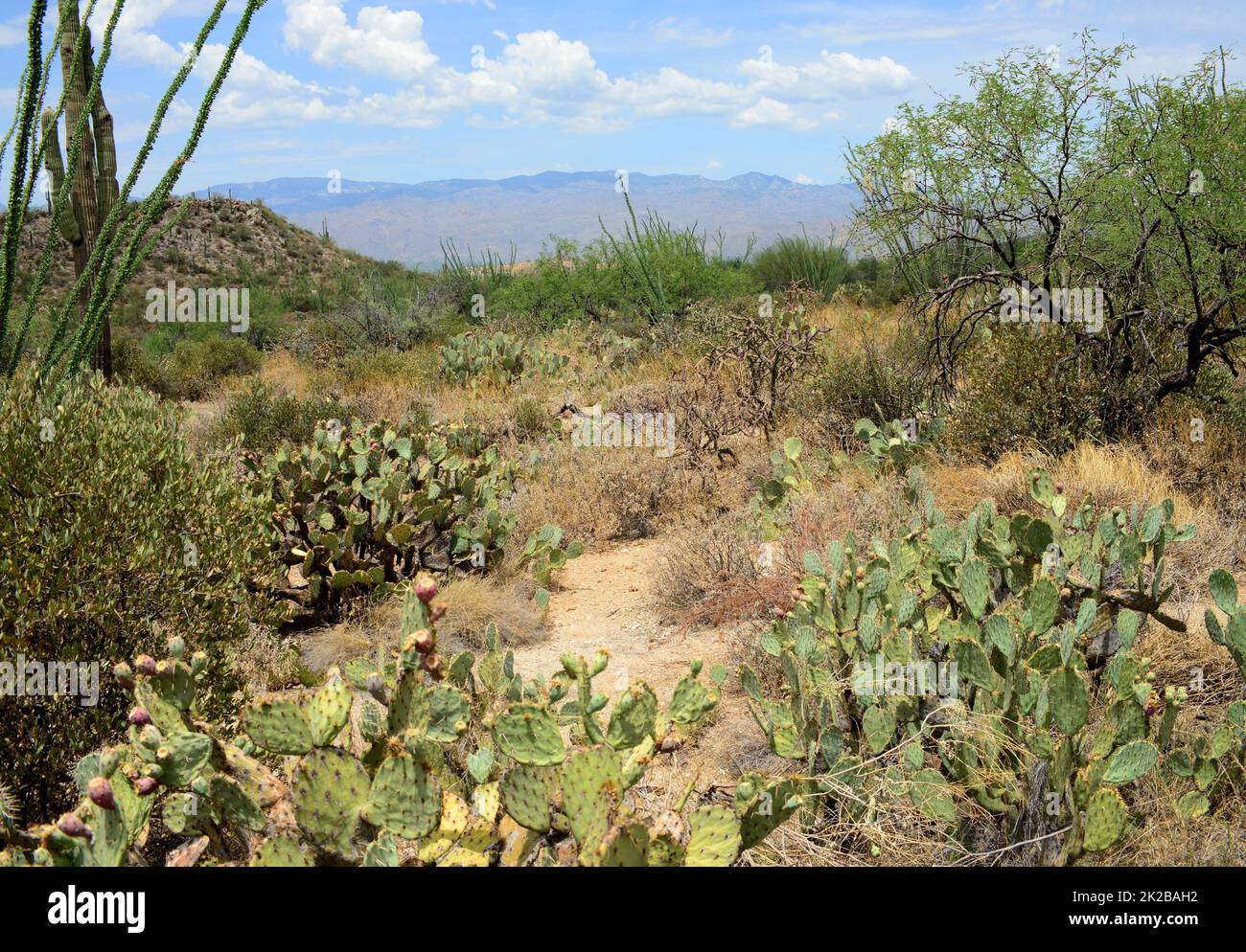 Sonora Desert Arizona Stock Photo - Alamy