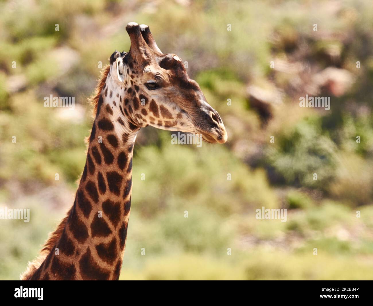Giraffe habitat hi-res stock photography and images - Alamy