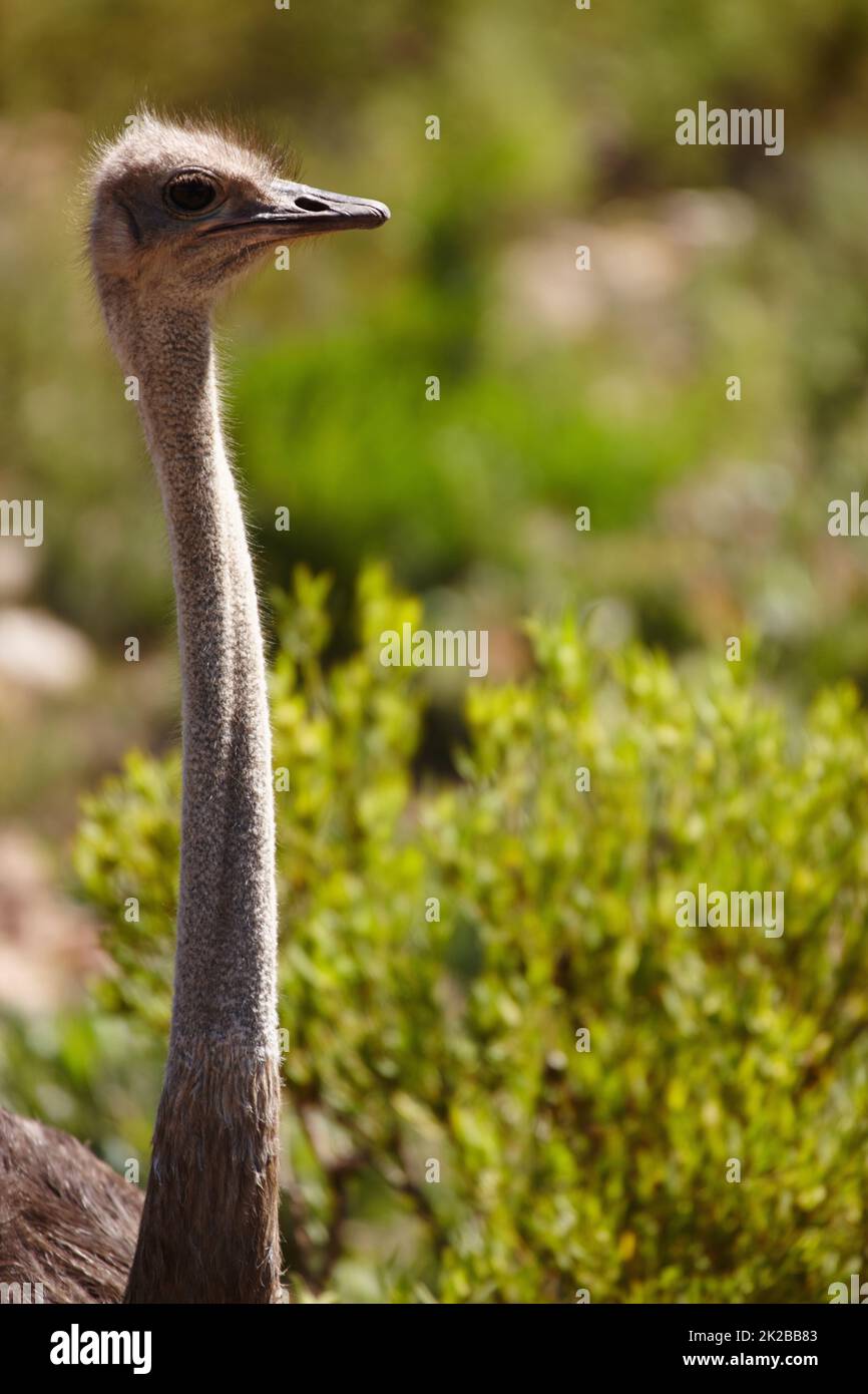 I can see everything. Closeup cropped shot of an ostrich stretching his ...