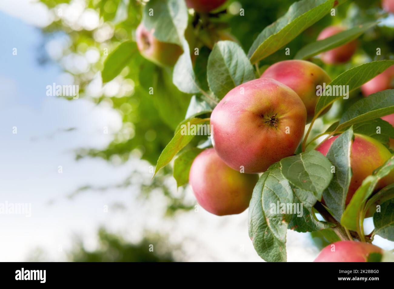 Beautiful taste hi-res stock photography and images - Alamy