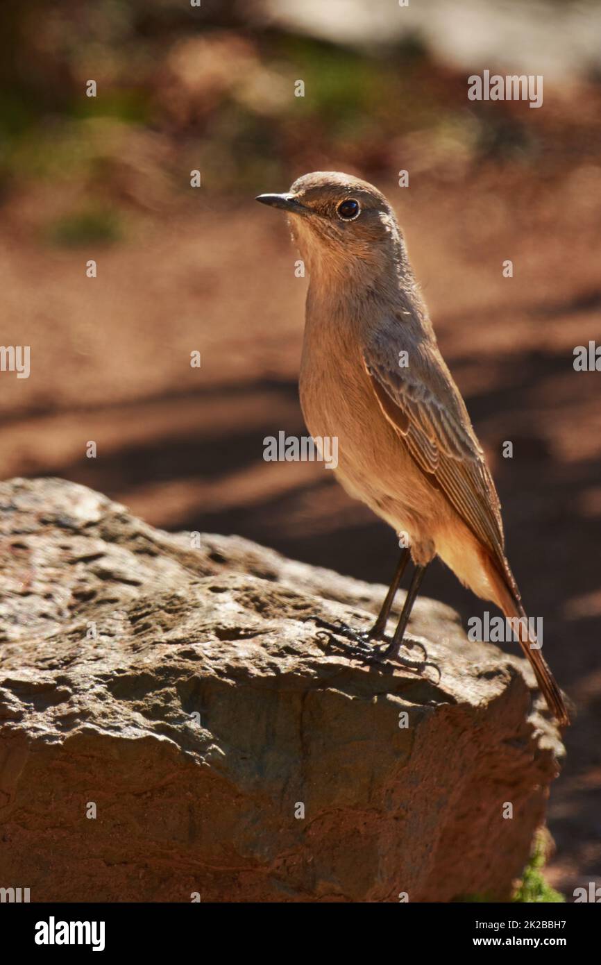 Small bird habitat hi-res stock photography and images - Alamy