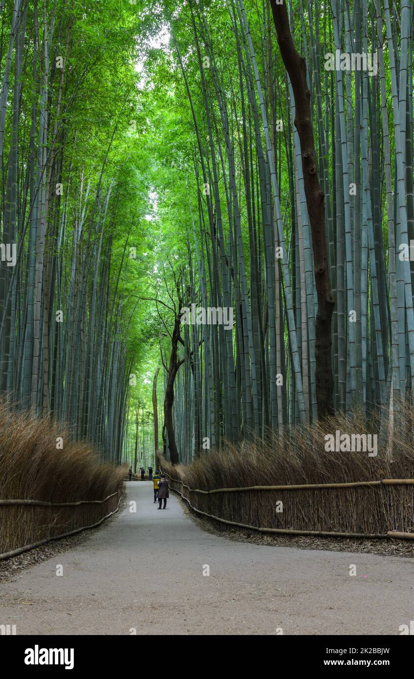 Green bamboo forest at Arashiyama in Kyoto, Japan Stock Photo - Alamy