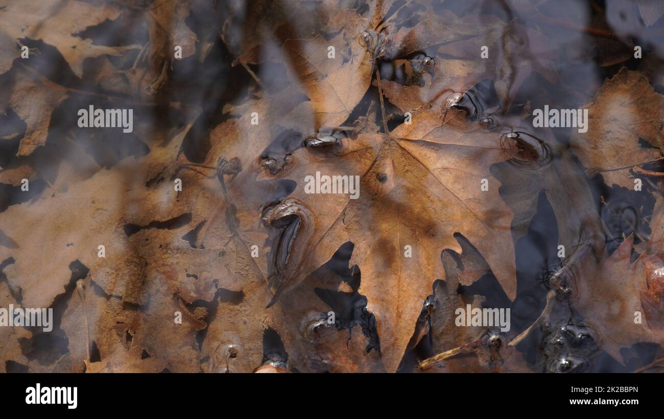 Fall Autumn Leaves water rain background, Autumn leaves under water ...