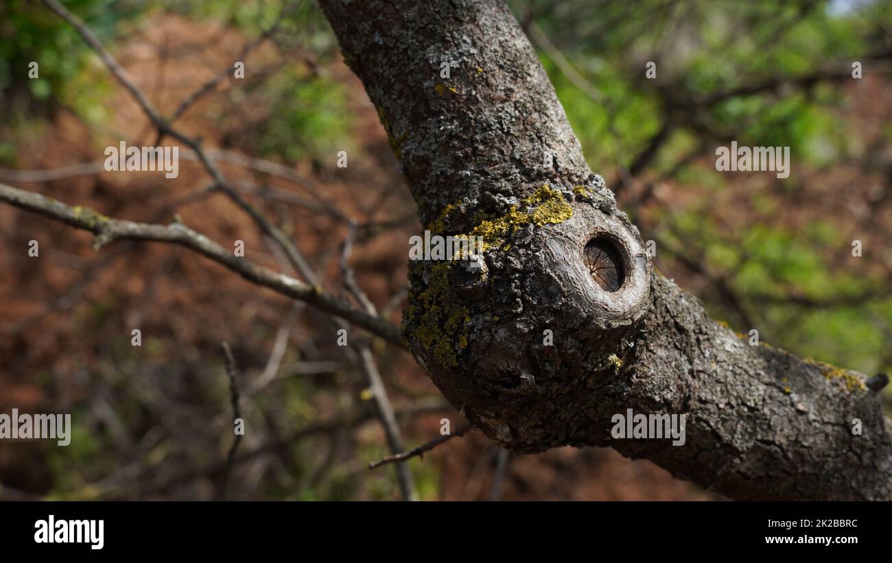 Golden moss on tree hi-res stock photography and images - Alamy
