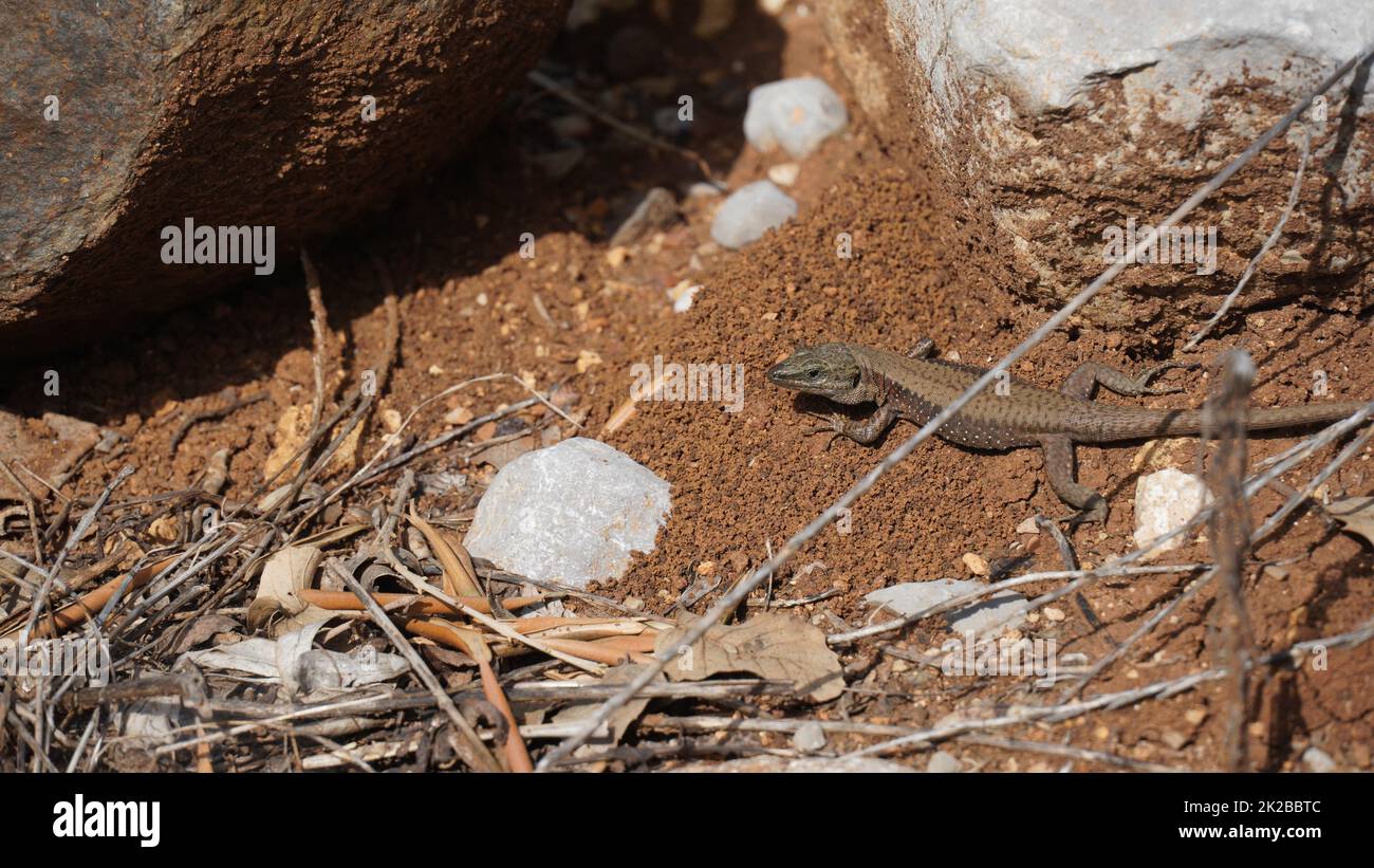 Hatay lizard hi-res stock photography and images - Alamy