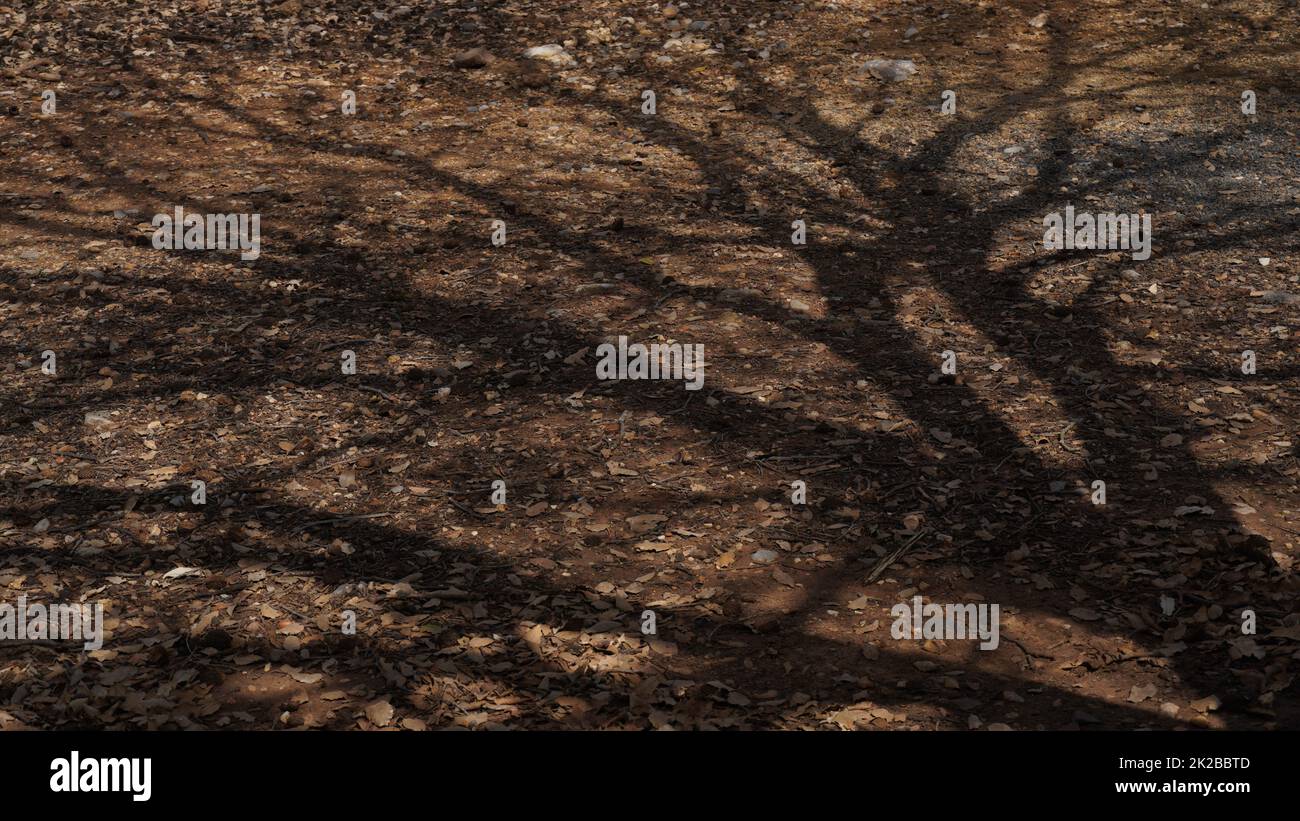 Black shadow of a tree shown on the ground Stock Photo - Alamy