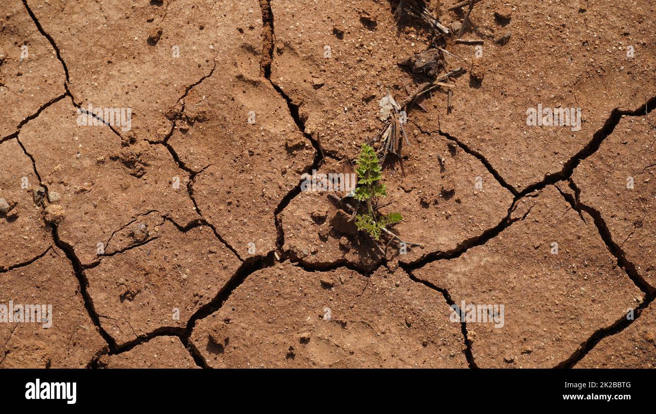 Climate change drought land. Global warming issue, cracked mud in the ...