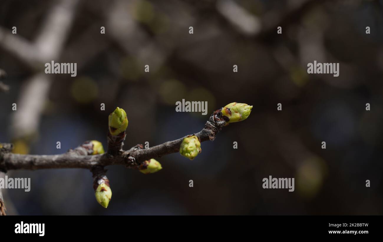 Leaf buds on a tree hi-res stock photography and images - Alamy