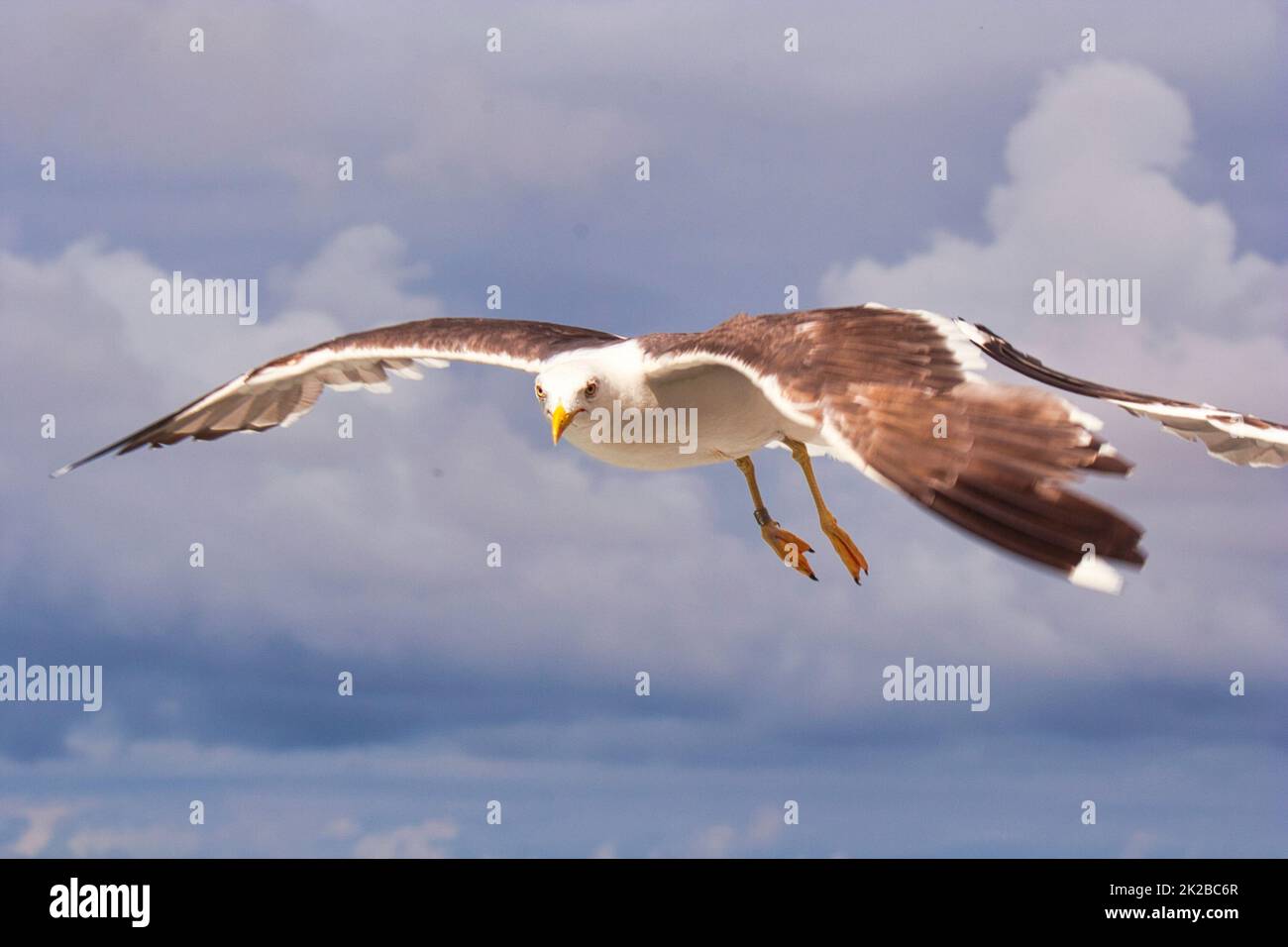 Macro front view dark hi-res stock photography and images - Alamy