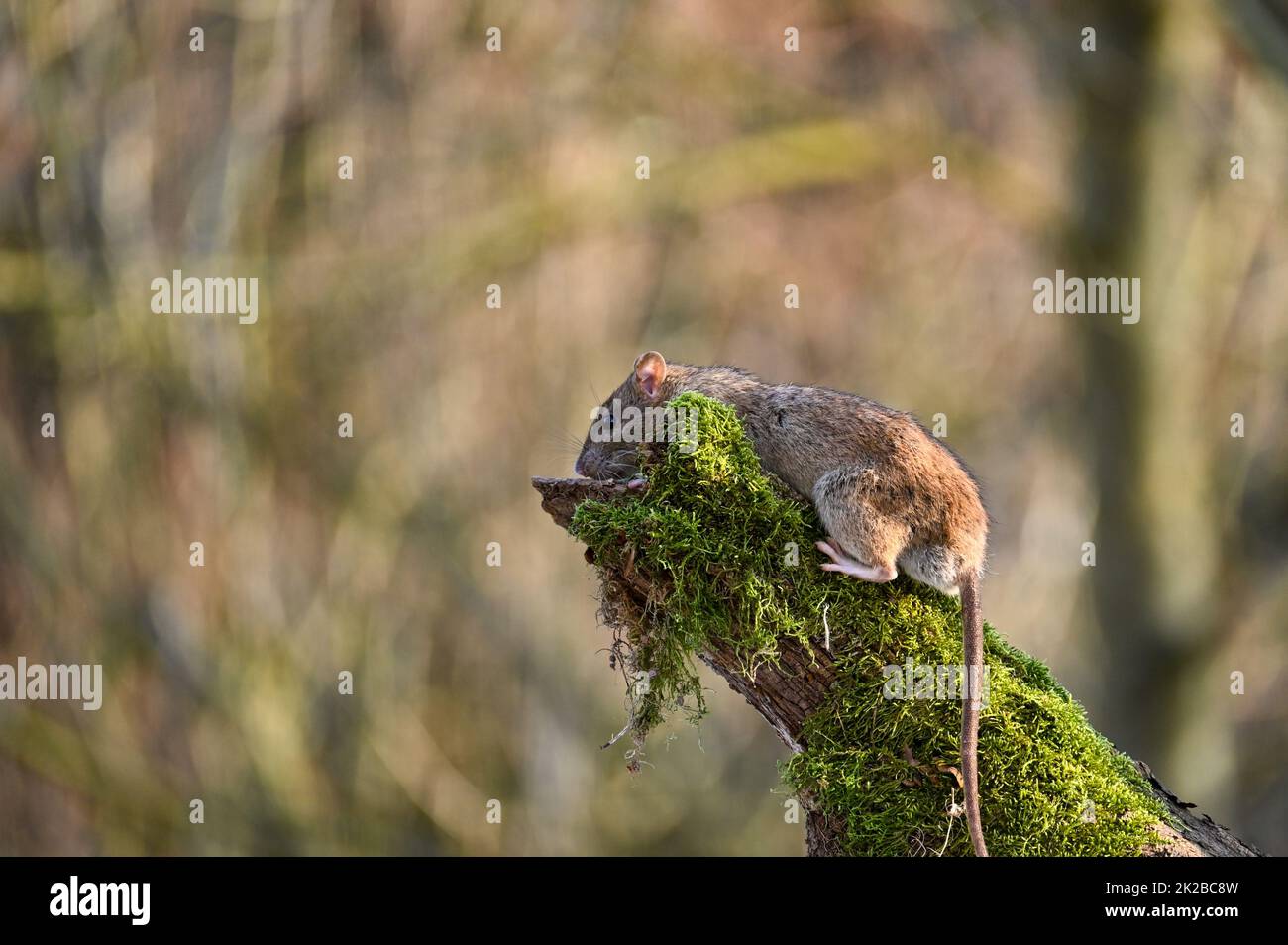 Old world rat hi-res stock photography and images - Alamy