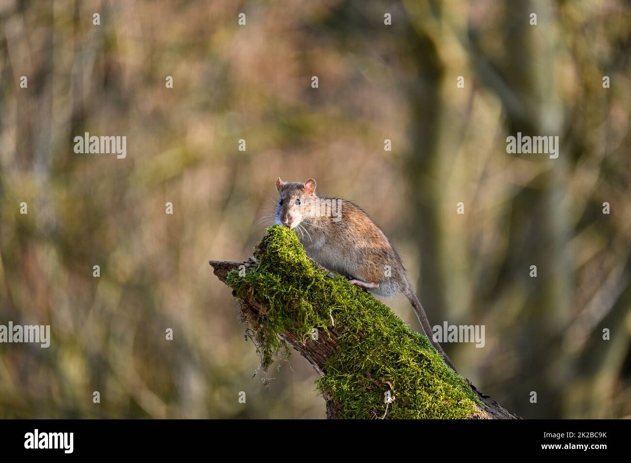 A wild rat Stock Photo - Alamy