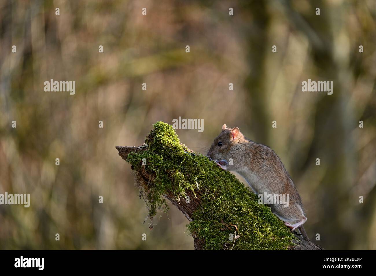 A wild rat Stock Photo - Alamy