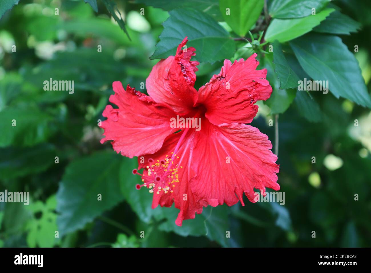 Colorful macro shots of flowers on the Seychelles island Stock Photo ...